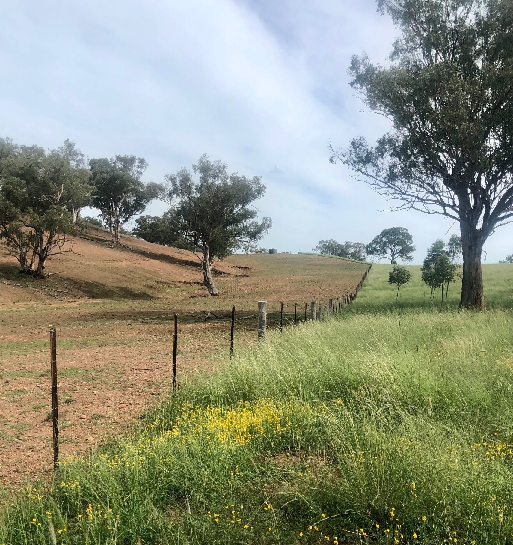 Tamworth Regional Landcare Association - Native Grains Industry