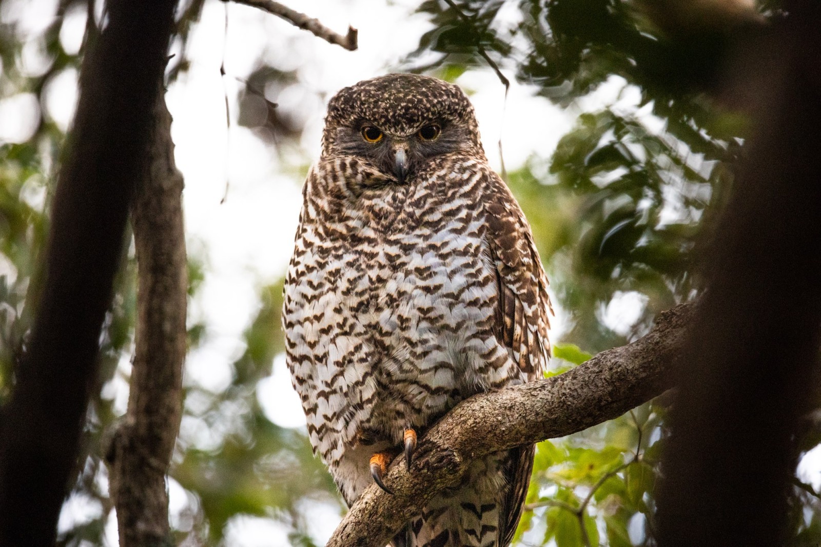 Tamworth Regional Landcare Association - TRLA stands with the Home is ...