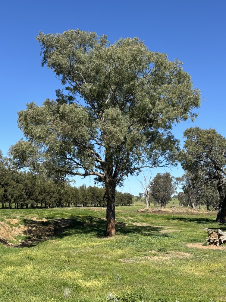 Tamworth Regional Landcare Association - Stream orders