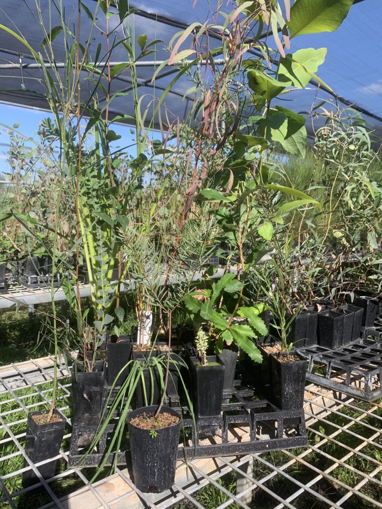 Tamworth Regional Landcare Association - Events